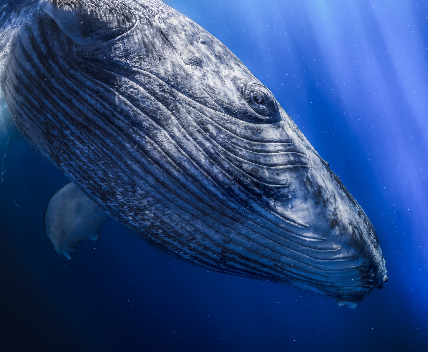 reFocus Awards | Rintaro Ukon | Nominee (Wildlife)