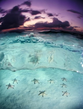 reFocus Awards | Darren Gentle | Nominee (Nature)