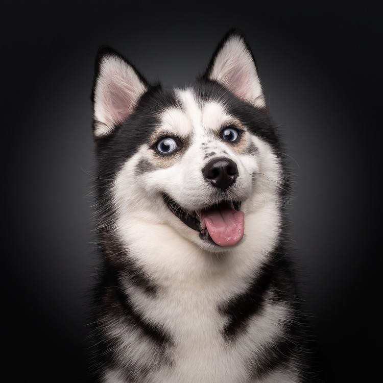 reFocus Awards | Bernard Sim | Honorable Mention (Domestic Animals)