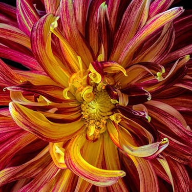 reFocus Awards | Darren Gentle | Nominee (Nature)