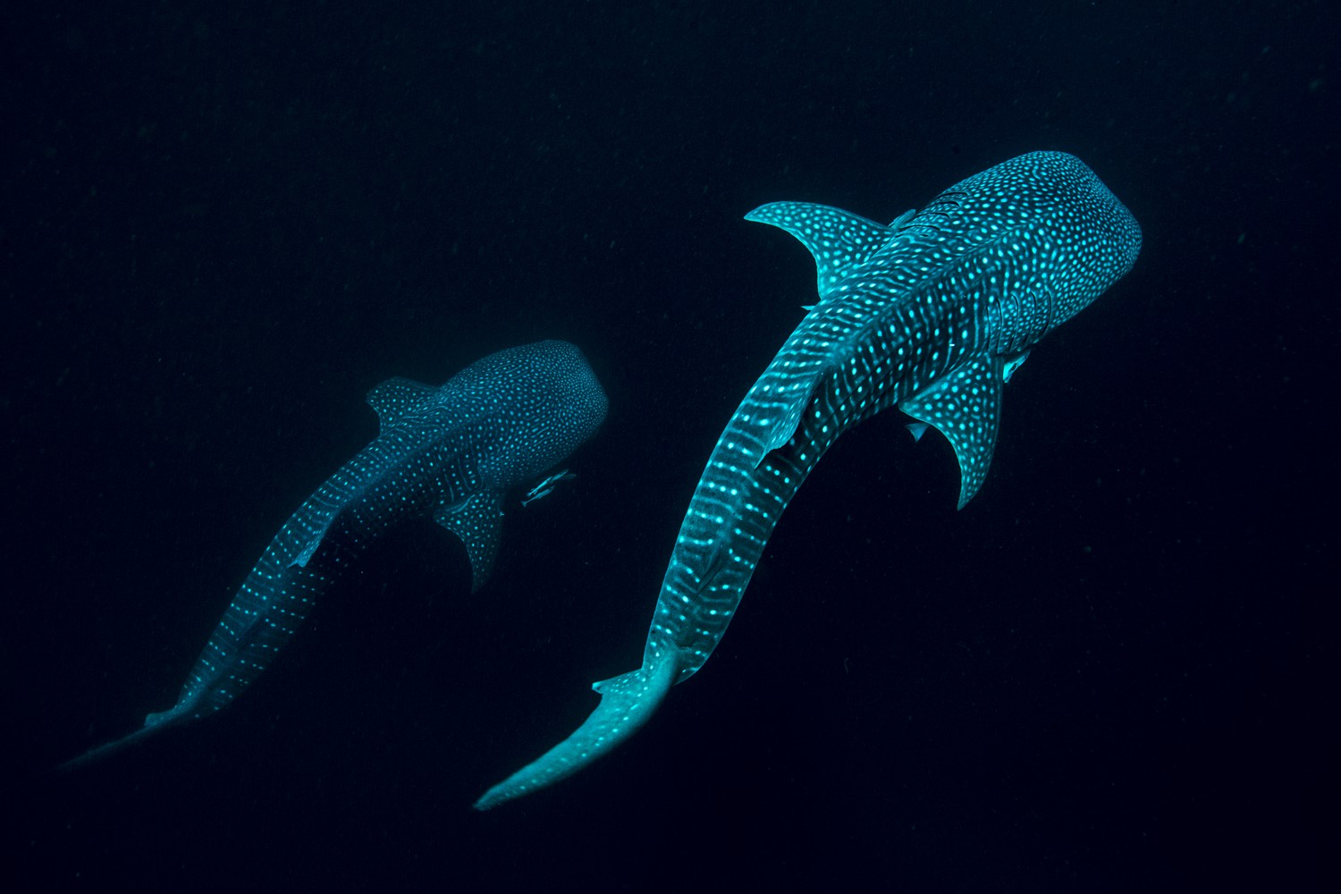 reFocus Awards | Joergen Rasmussen | Honorable Mention (Underwater)