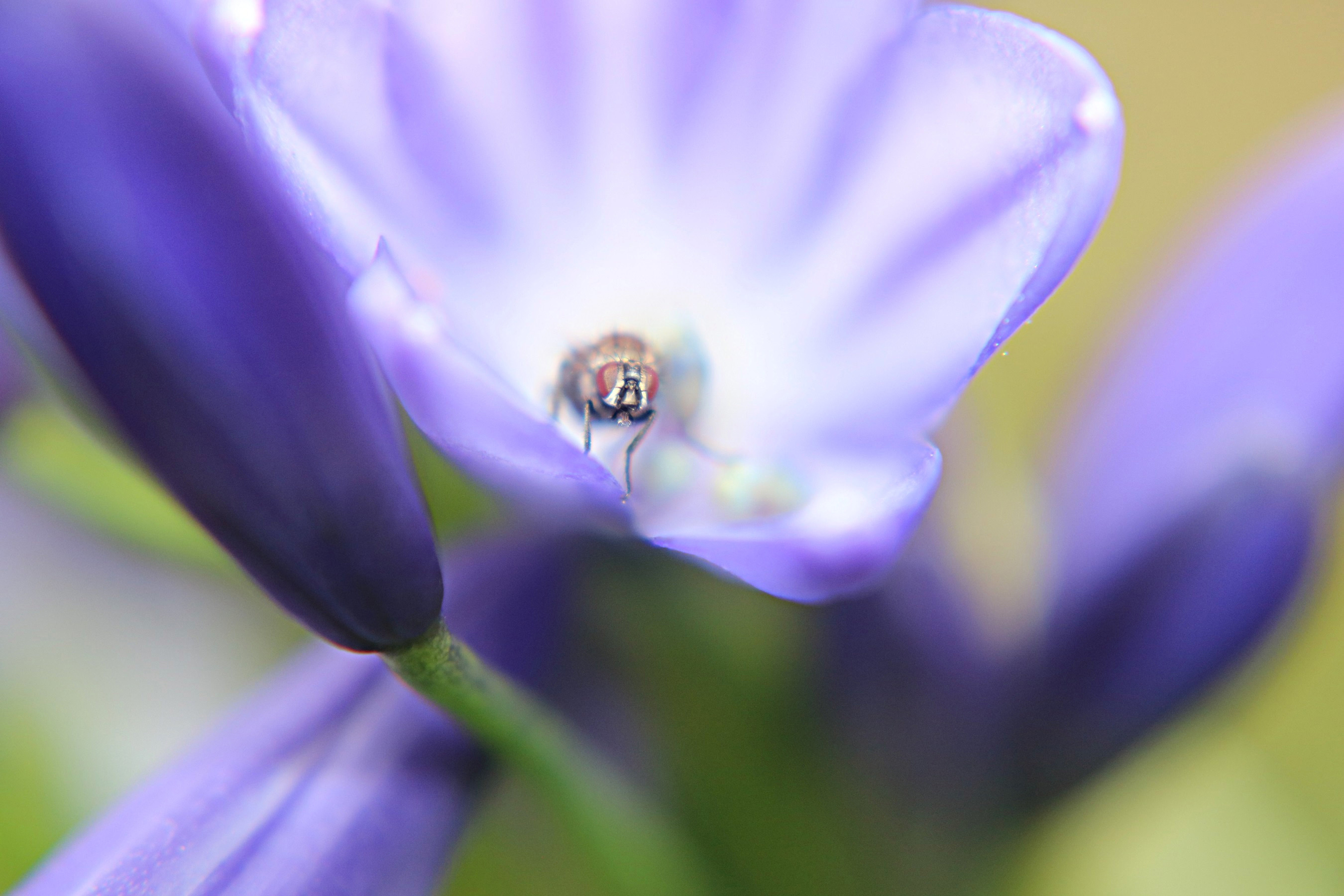 reFocus Awards | Elena Pomeran | Nominee (Nature)