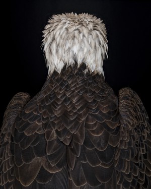 reFocus Awards | Darren Gentle | Nominee (Nature)