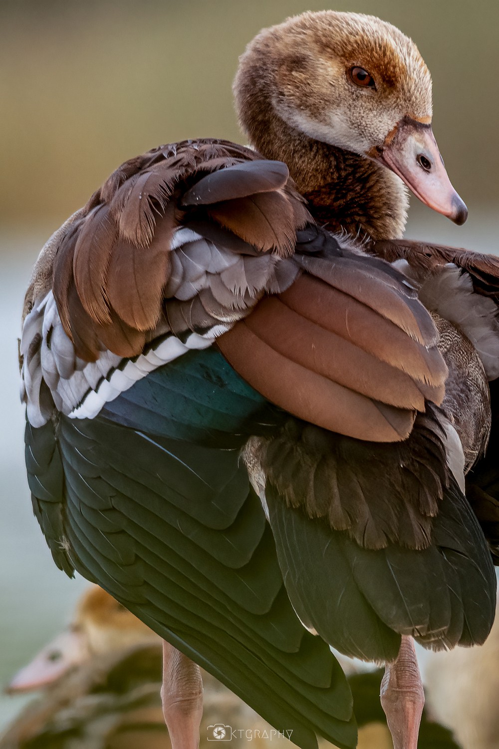 reFocus Awards | Kirtesh Mahant | Nominee (Wildlife)