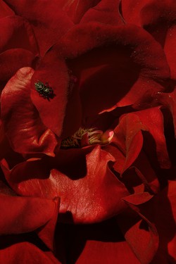 reFocus Awards | Susan Greeff | Honorable Mention (Portrait)