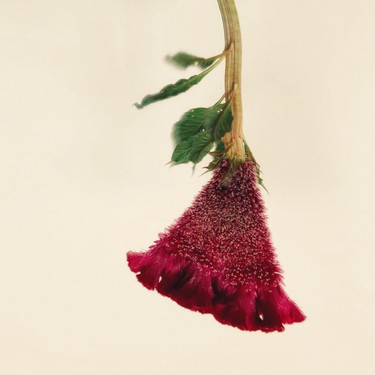 reFocus Awards | Sandra Bechtold | Honorable Mention (Nature)