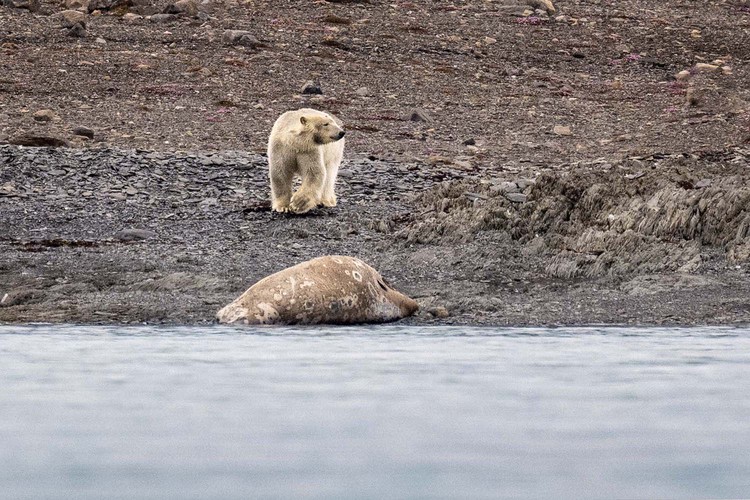 reFocus Awards | Bhupender Gupta | Nominee (Wildlife)