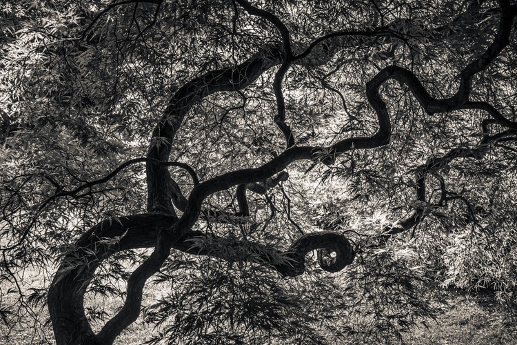 reFocus Awards | Jeff Schewe | Honorable Mention (Nature)