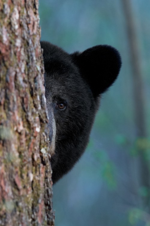 reFocus Awards | Dave Shaffer | Nominee (Wildlife)