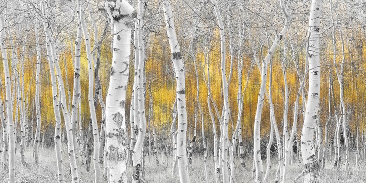 reFocus Awards | Michael Singer | Nominee (Fine Art)