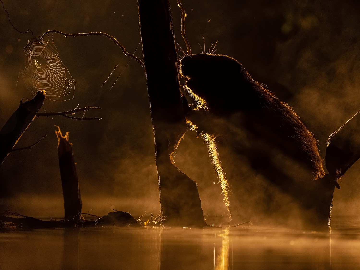 reFocus Awards | Bence Máté | Nominee (Wildlife)