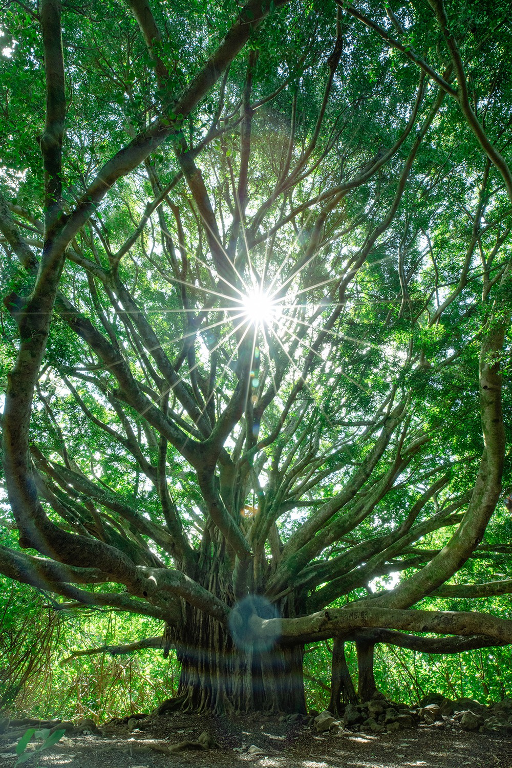 reFocus Awards | Aaron Lynton | Nominee (Nature)
