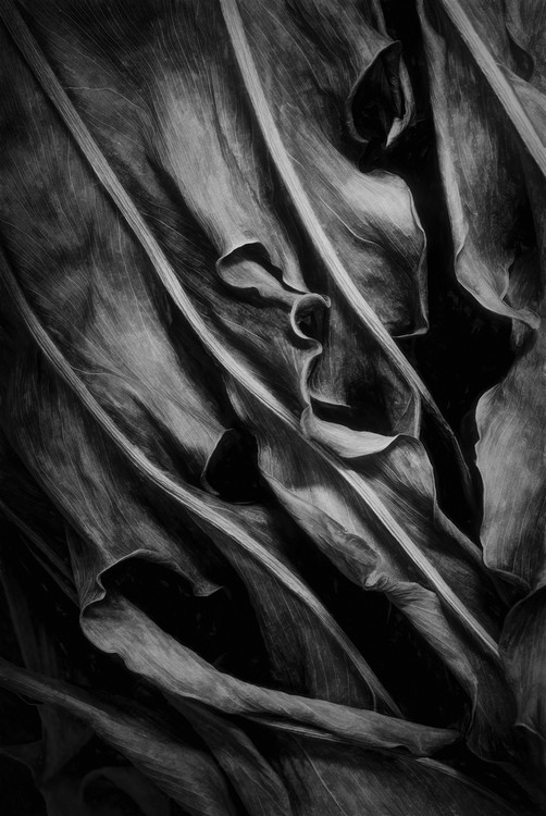 reFocus Awards | Jacqui Turner | Bronze (Fine Art)